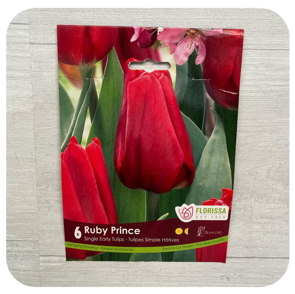Tulip 'Ruby Prince' - Davenport Garden Centre