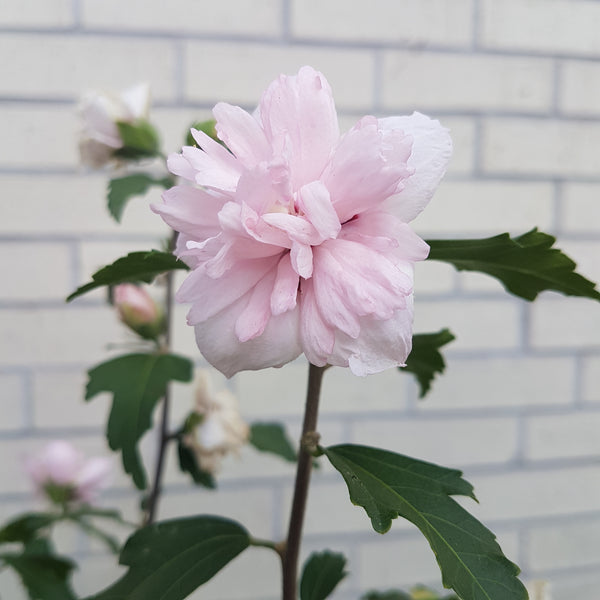 Rose of Sharon 'Blushing Bride' - Davenport Garden Centre