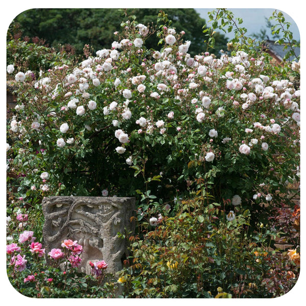 The Albrighton Rambler Rose by David Austin - Davenport Garden Centre