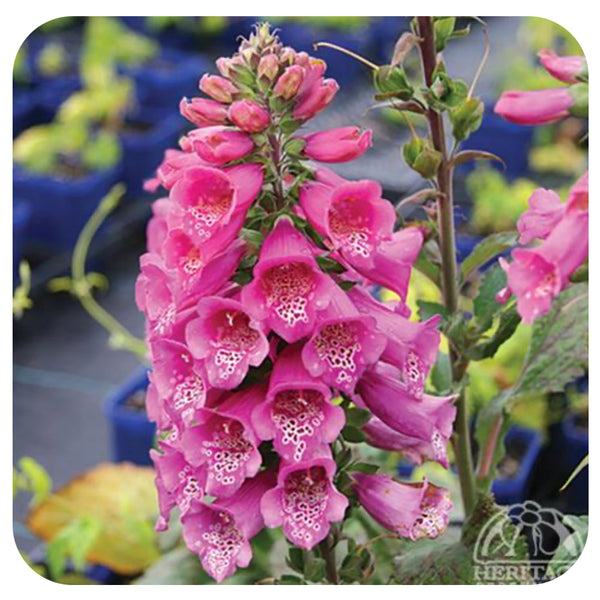Foxglove ‘Camelot Rose’ (Digitalis) - Davenport Garden Centre