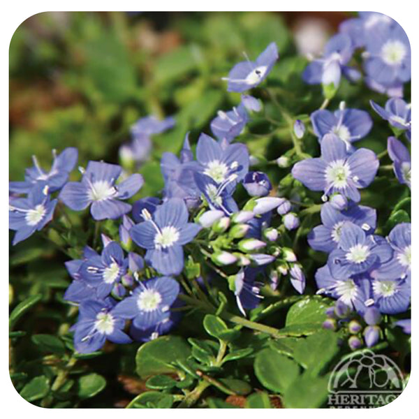 Veronica Liwanensis (Turkish Speedwell) - Davenport Garden Centre