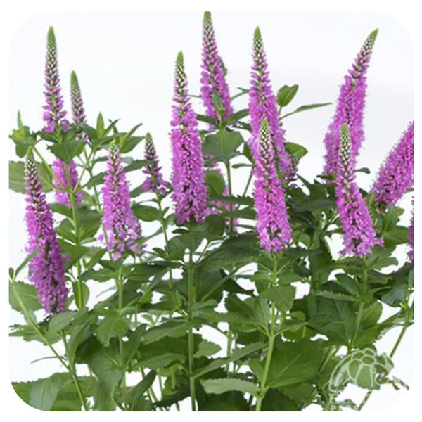 Veronica hybrid 'Ronica Fuchsia' - Davenport Garden Centre