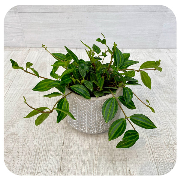 Peperomia 'Diamond' - Davenport Garden Centre