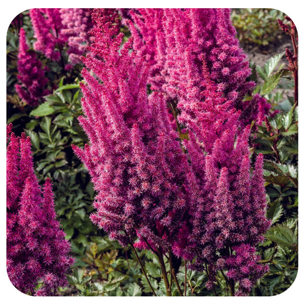 Astilbe "Ruby Red" - Davenport Garden Centre