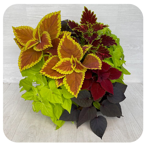 Shade arrangement Coleus Mix - Davenport Garden Centre