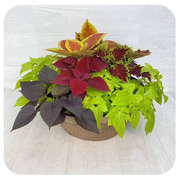 Shade arrangement Coleus Mix - Davenport Garden Centre