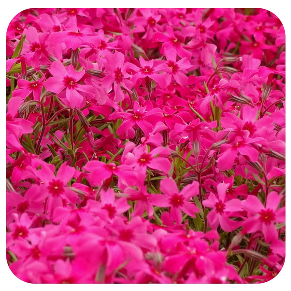 Phlox subulata Spring Hot Pink (Moss Phlox) - Davenport Garden Centre