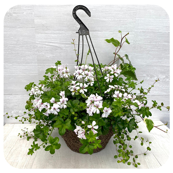 Mini Cascade Ivy Geranium Hanging Basket 12" - White - Davenport Garden ...