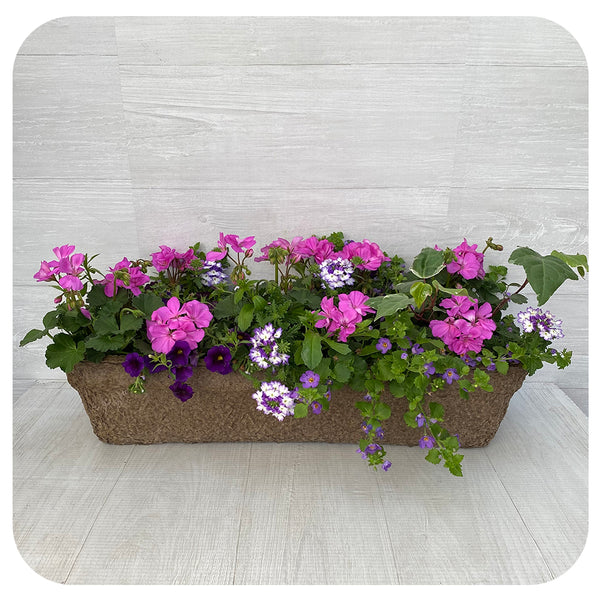 Window Box Sun- Lavender Geranium with Blue Calibrachoa and Blue Bacop ...