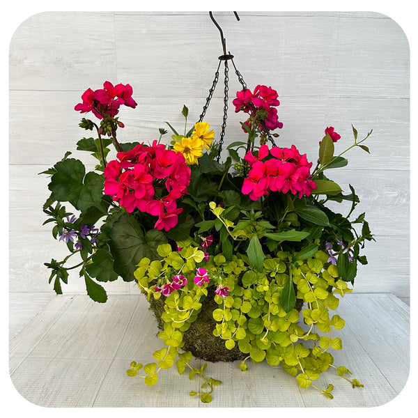 Moss Hanging Basket Sun - Magenta with Scaevola and Creeping Jenny ...