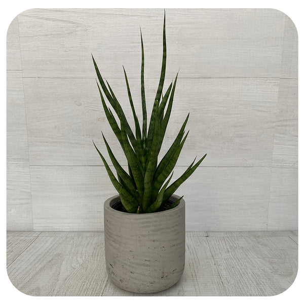 Snake Plant ‘Francisii Spiky' (Sansevieria) - Davenport Garden Centre