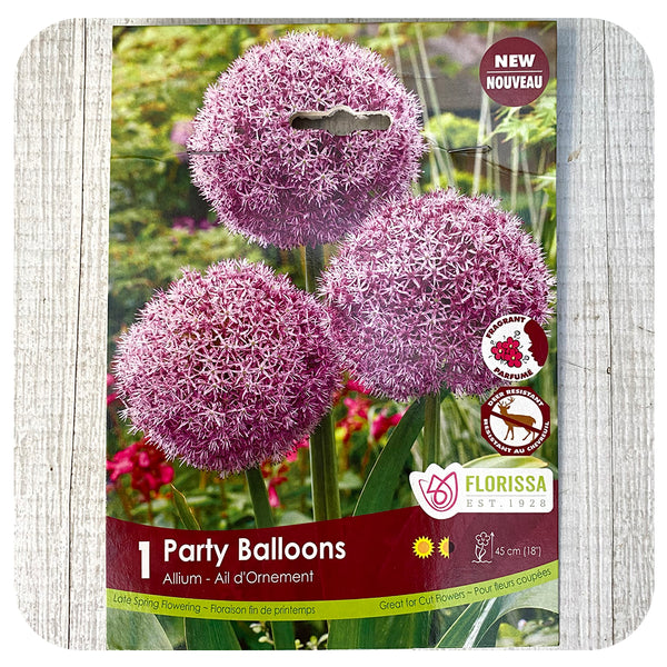 Allium 'Party Balloons' - Davenport Garden Centre