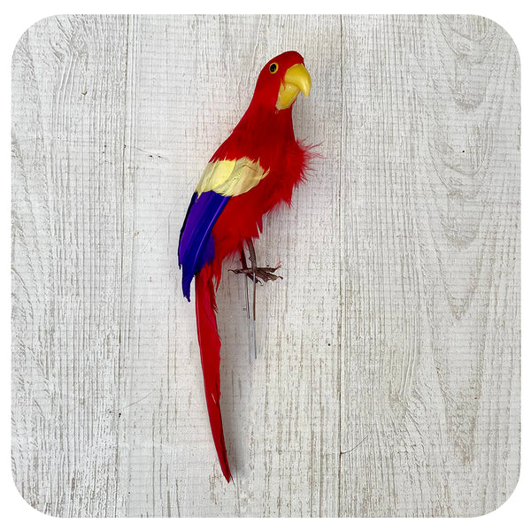 Parrot - Davenport Garden Centre