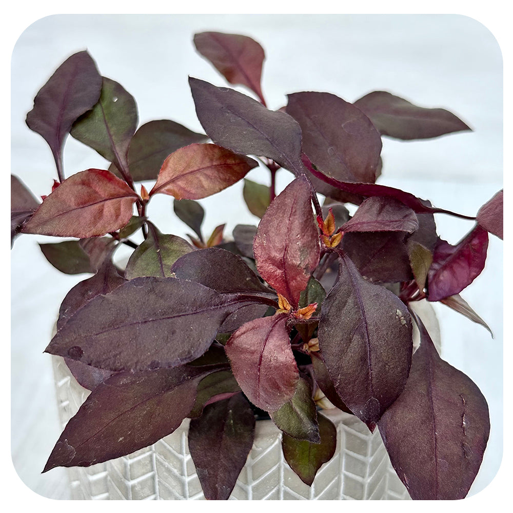Alternanthera (Choco Chili) - Davenport Garden Centre