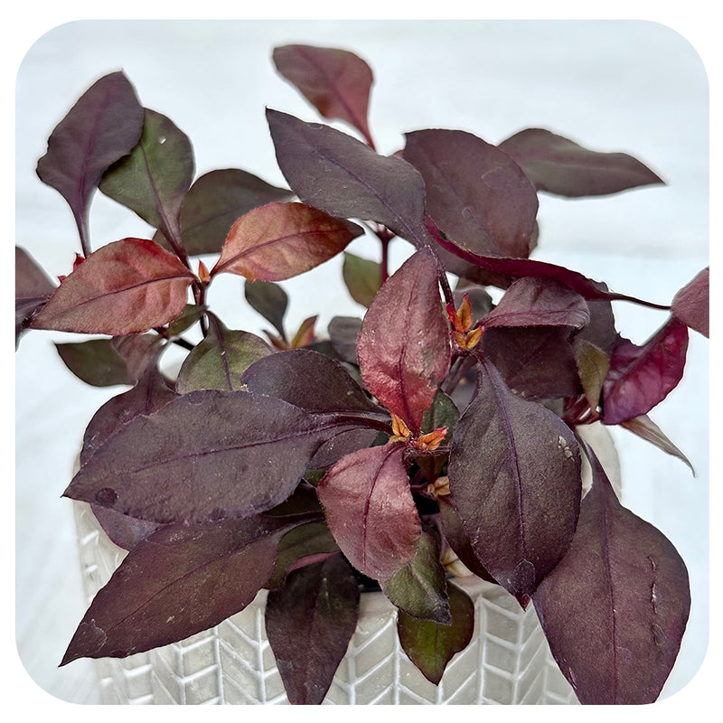 Alternanthera (Choco Chili) - Davenport Garden Centre