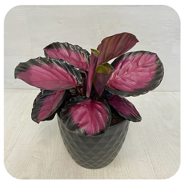 Calathea 'Pink Star' - Davenport Garden Centre