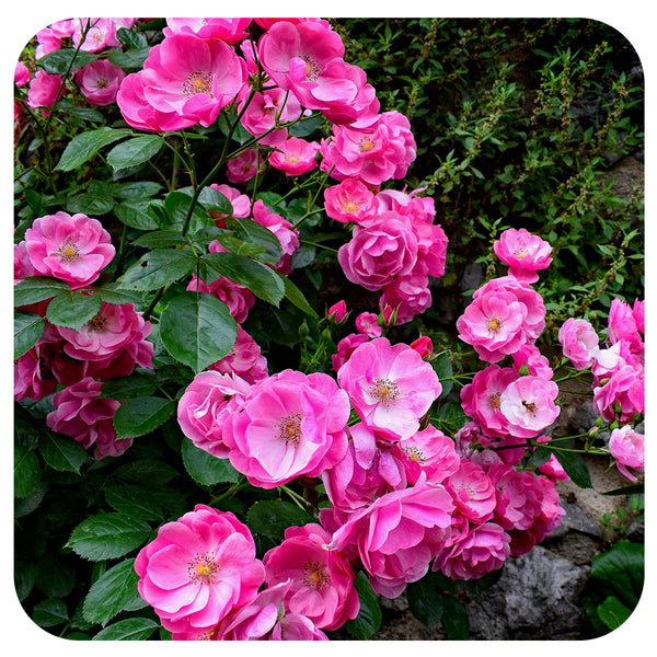 Flower Carpet Groundcover Rose 'Pink Supreme' - Davenport Garden Centre