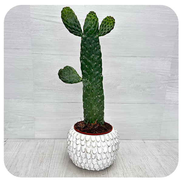 Cowboy Cactus (Cactus rubescens) - Davenport Garden Centre