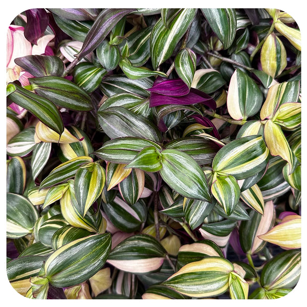 Zebra Plant 'Multicolour Discolour' - Davenport Garden Centre