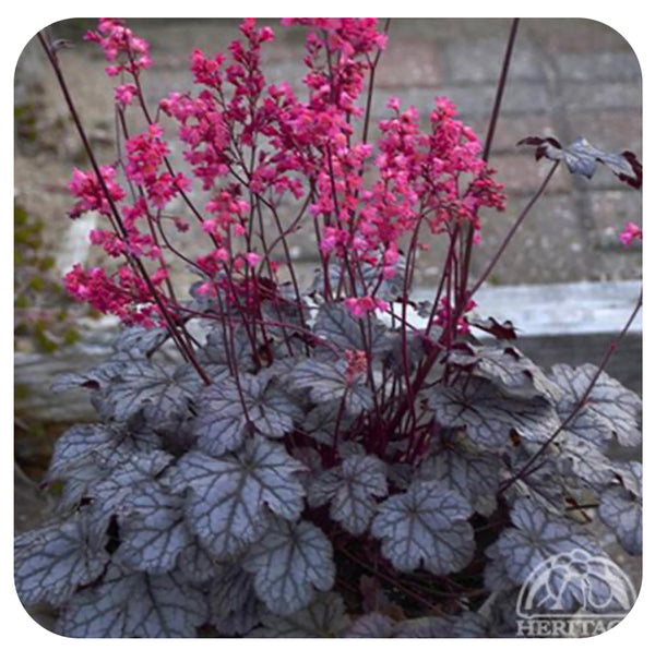 Heuchera ‘Timeless Treasure’ (Coral Bells) - Davenport Garden Centre