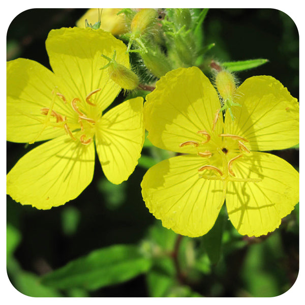Evening Primrose (NATIVE PERENNIAL) - Davenport Garden Centre