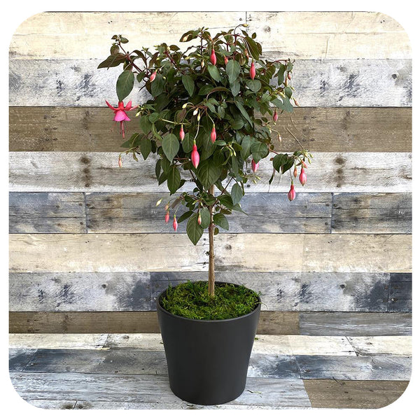 Fuchsia Tree - Davenport Garden Centre