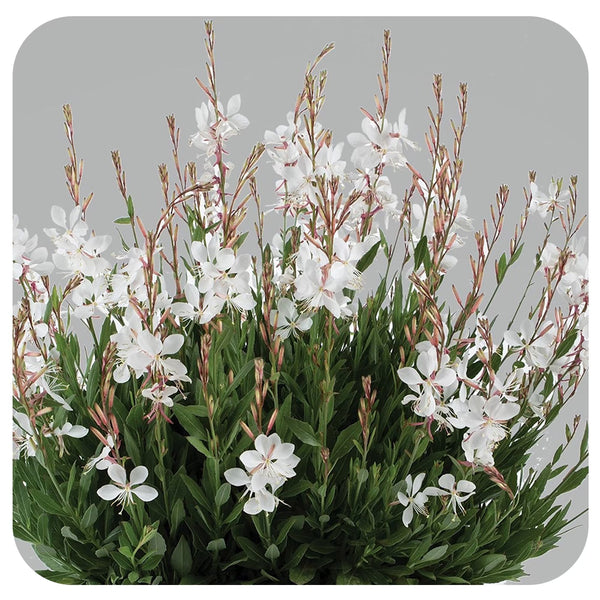 Butterfly Gaura 'Steffi White' Gaura lindheimeri - Davenport Garden Centre