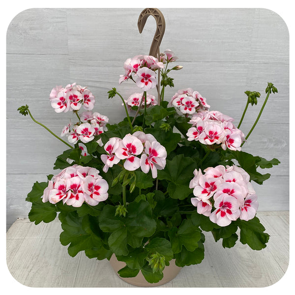 Geranium Hanging Baskets - Two-tone Light Pink - Davenport Garden Centre