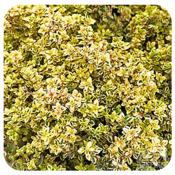 Creeping Golden Lemon Thyme (Thymus × citriodorus ‘Gold Edge ...