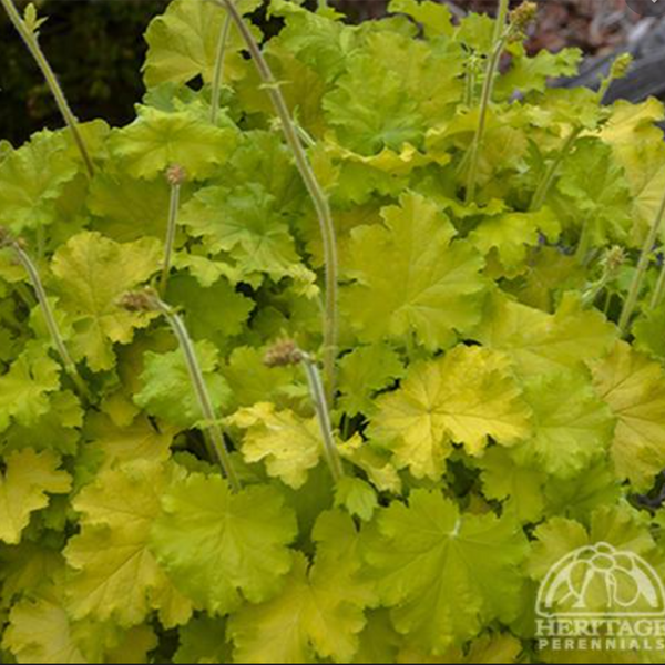 Heuchera ‘Lime Marmelade' - Davenport Garden Centre