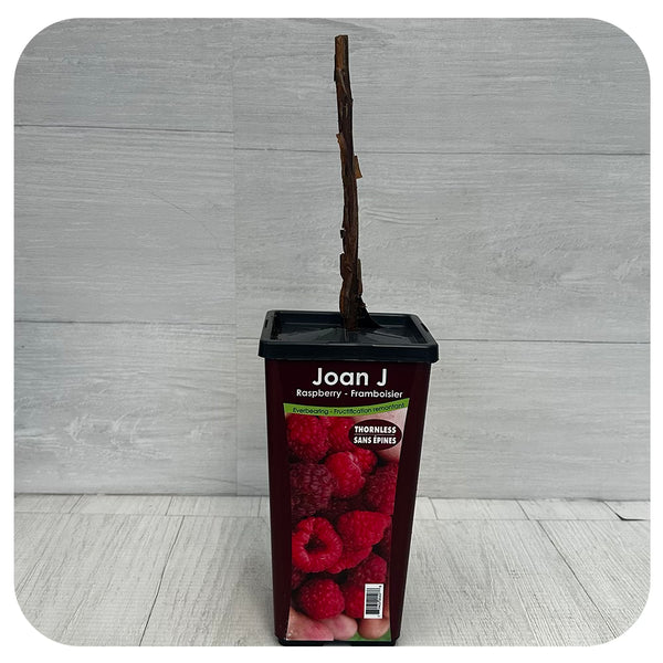 Raspberry 'Joan J' - Davenport Garden Centre