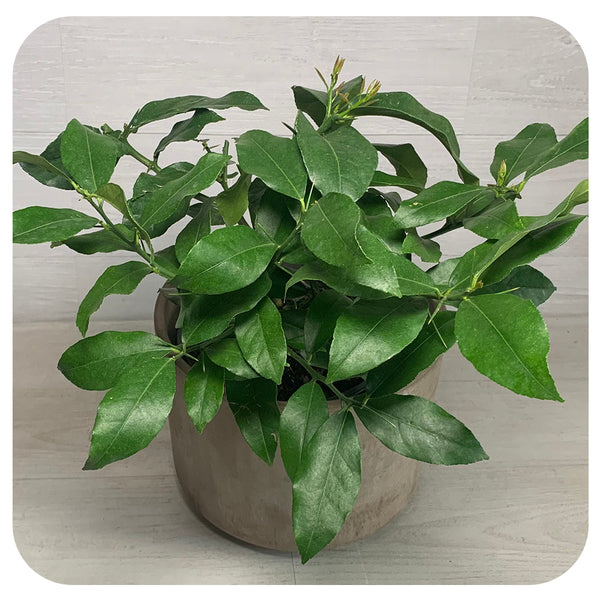 Ponderosa Lemon Bush - Davenport Garden Centre