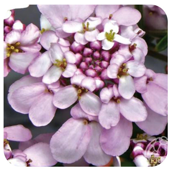 Iberis sempervirens ‘Pink Ice’ (Candytuft) - Davenport Garden Centre