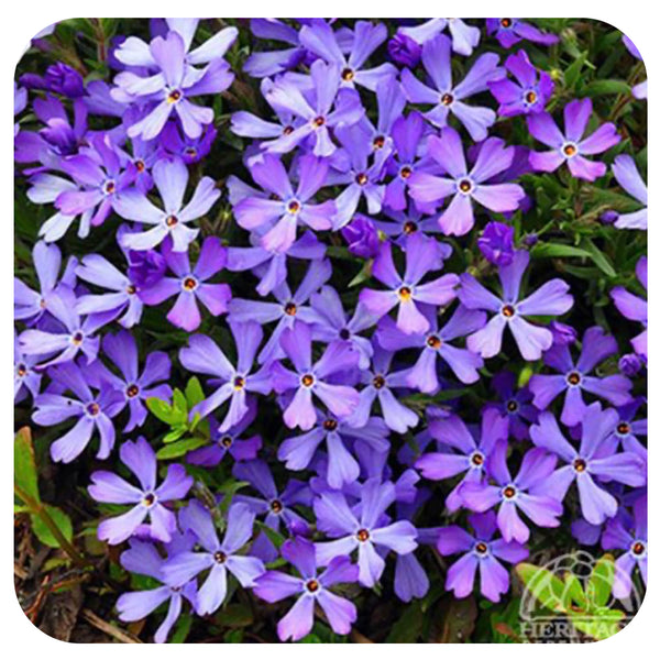 Phlox ‘Violet Pinwheels’ - Davenport Garden Centre
