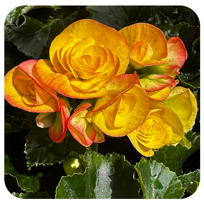 Begonia - Rieger - Davenport Garden Centre
