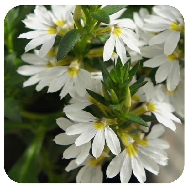 Hanging Basket Sun - Scaevola - Davenport Garden Centre