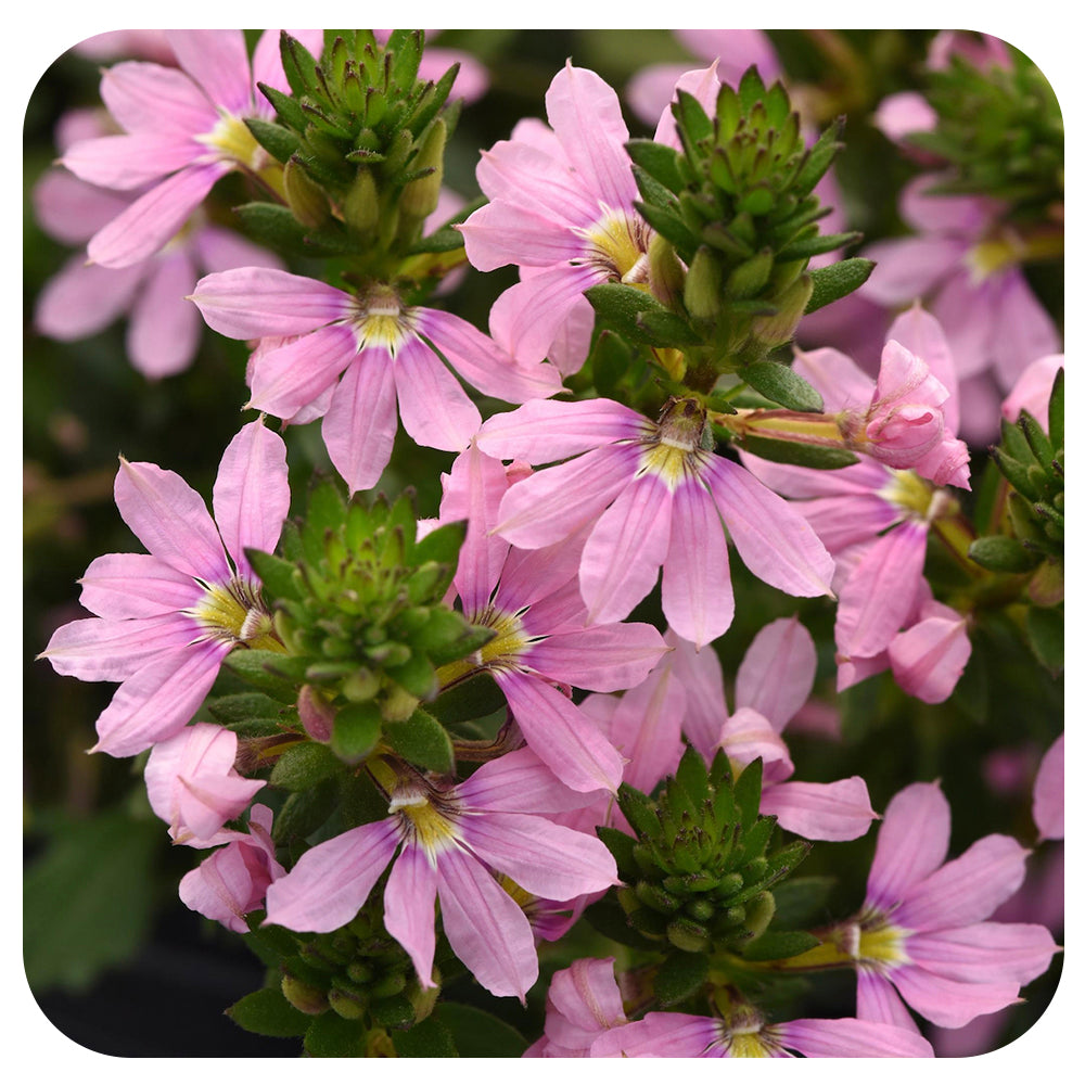 Pictures Of Scaevola Flowers | Best Flower Site