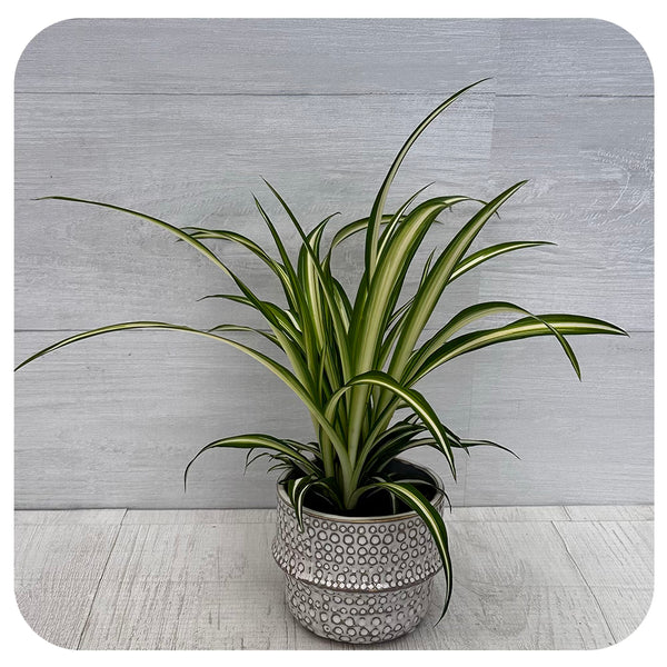 Spider Plant 'Maria' (Chlorophytum Comosum) - Davenport Garden Centre