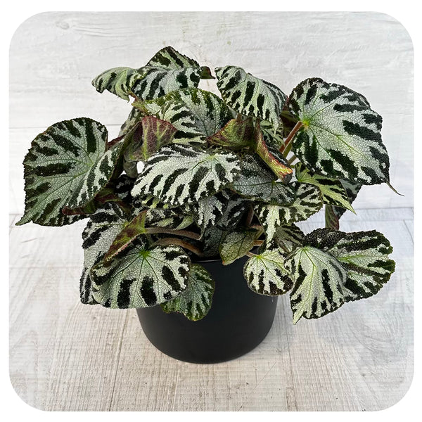 Rex Begonia - Grey Striped - Davenport Garden Centre