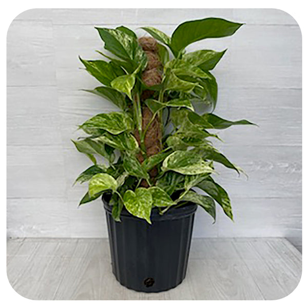 Pothos Marble Queen Totem (Epipremnum Aureum) - Davenport Garden Centre