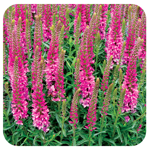 Veronica hybrid 'Aspire' - Davenport Garden Centre
