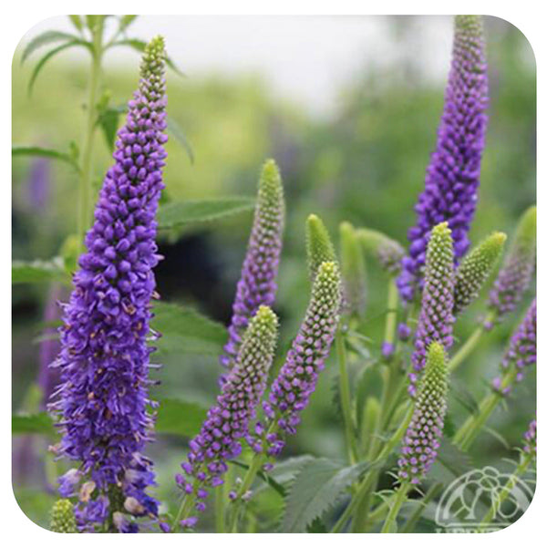 Veronica First Glory (Veronica longifolia) - Davenport Garden Centre