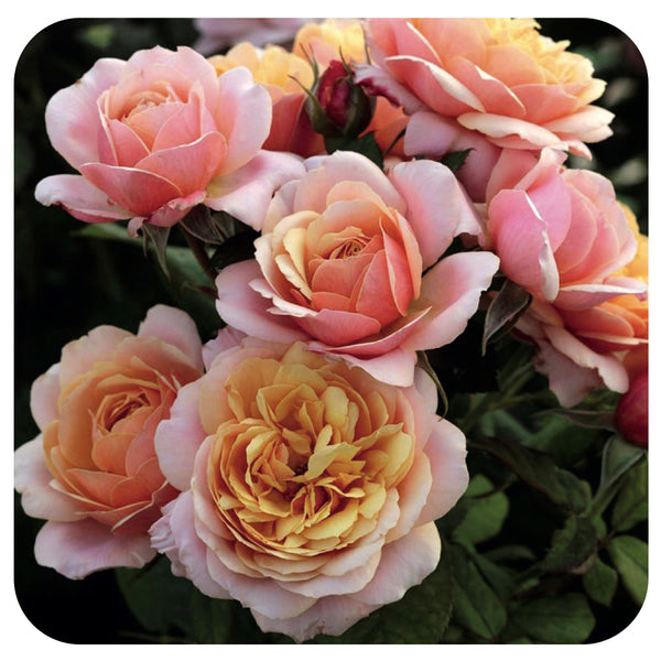 State of Grace Tree Rose by Weeks Roses (Grandiflora Rose) - Davenport ...