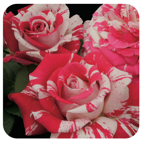 Neil Diamond by Weeks Roses (Hybrid Tea Rose) - Davenport Garden Centre