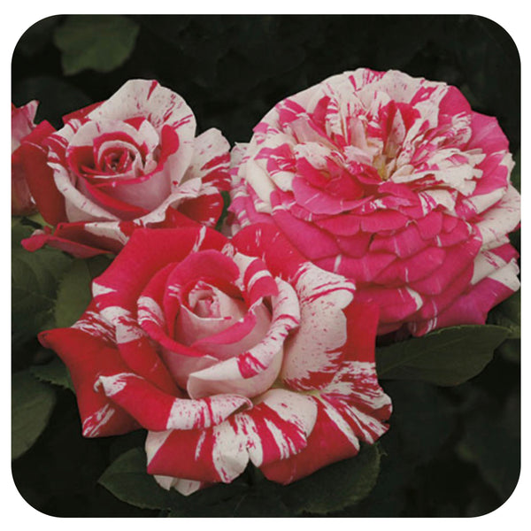 Neil Diamond by Weeks Roses (Hybrid Tea Rose) - Davenport Garden Centre