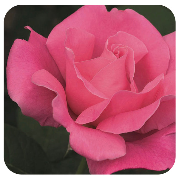 Perfume Delight by Weeks Roses (Hybrid Tea Rose) - Davenport Garden Centre