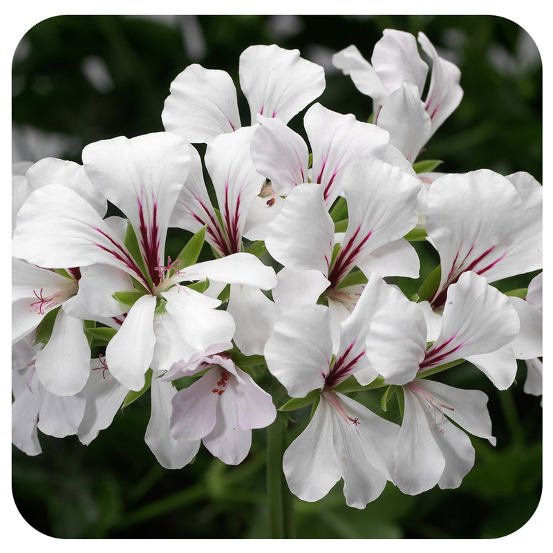 Mini Cascade Ivy Geranium (Pelargonium Peltatum) - Davenport Garden Centre