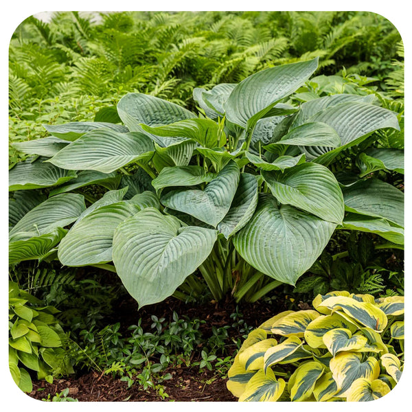 Hosta Shadowland® Empress Wu (Proven Winners) - Davenport Garden Centre
