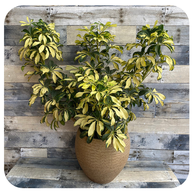 Schefflera Arboricola Trinette Bush - Davenport Garden Centre