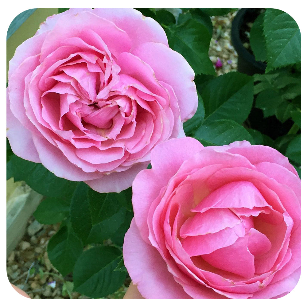 All Dressed Up™ by Weeks Roses - Davenport Garden Centre